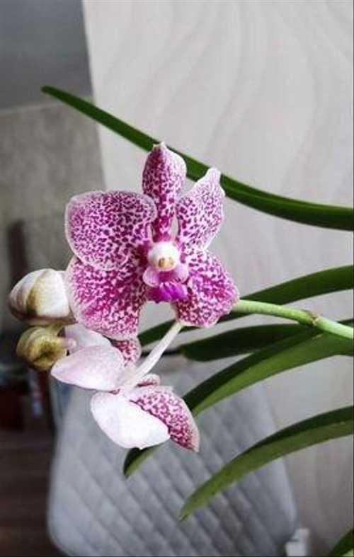Орхидея Ванда Wirat x Gordon Dillon Sweet Emotion