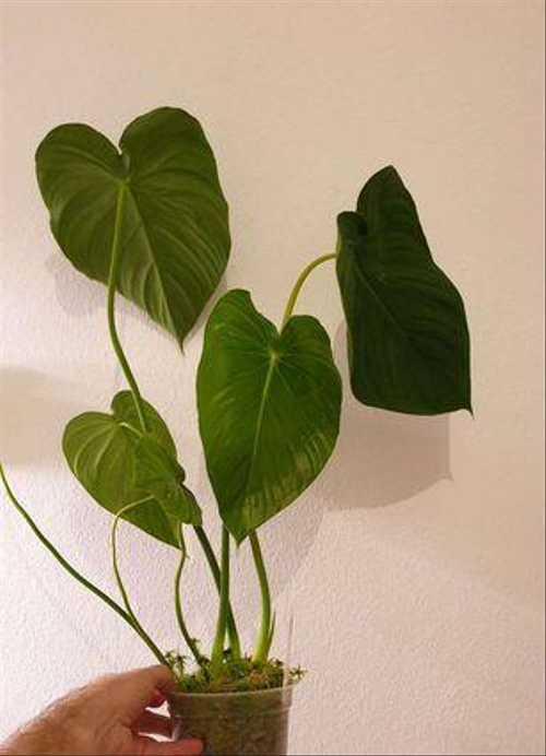 Филодендрон пастазанум, Philodendron pastazanum