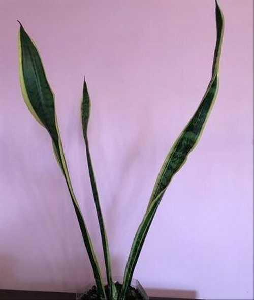 Цветок сансевиерия Лауренти