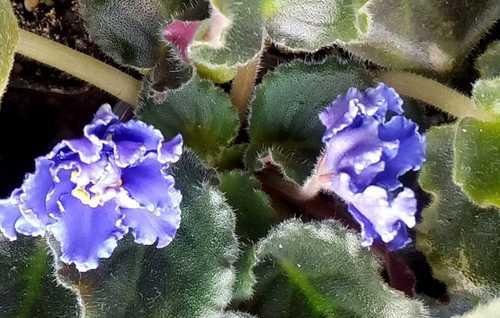 Цветущие фиалки "Синий иней"