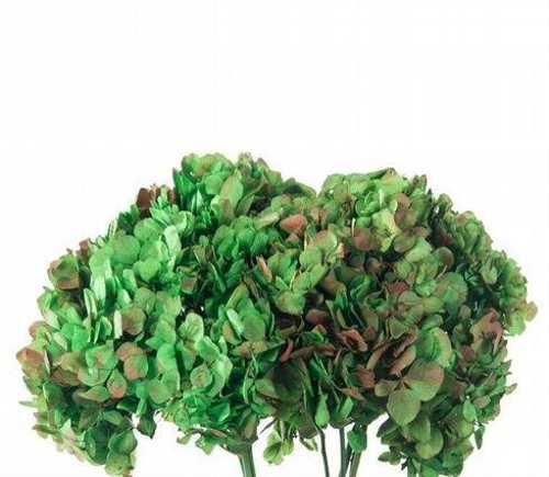 Гортензия стабилизированная "Natural Bicolor Green