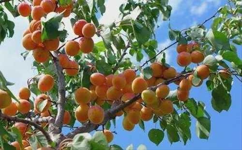 Абрикос - не только ценный фрукт, но и зимостойкий