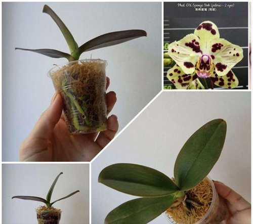 Орхидея phal. Sponge Bob