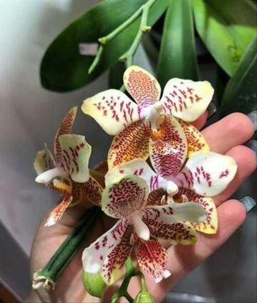 Орхидея Phal stuartiana x tetraspis