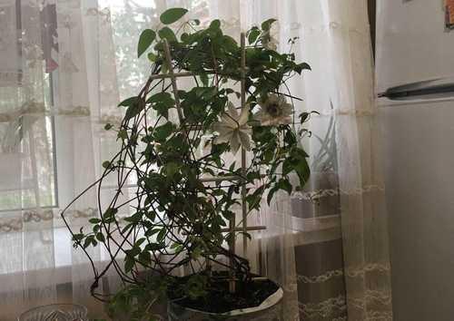 Клематис белый ранний. Многолетники