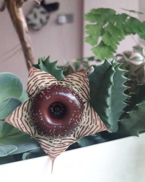 Гуэрния зебрина / Huernia zebrina