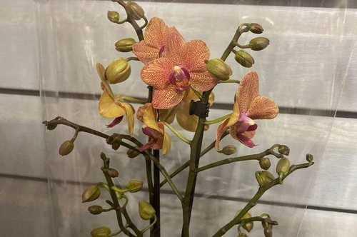 Сансет Лав орхидея