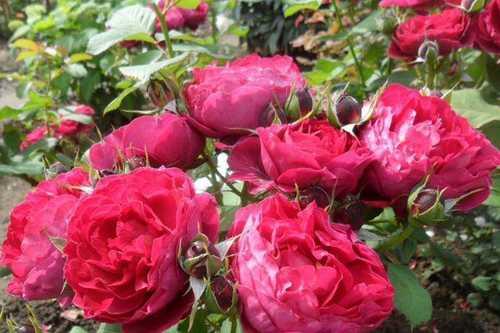 Саженцы роз