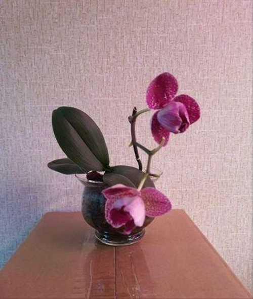 Орхидея Фаленопсис "Кимоно" пелор, пелорик