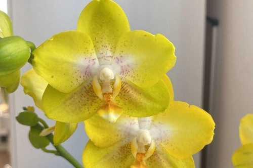 Орхидея Фаленопсис Желтый Шоколад