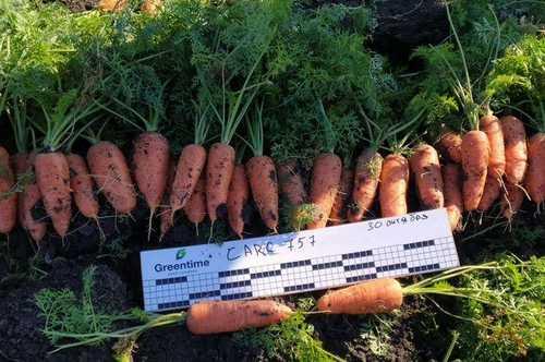 Семена моркови carc 757