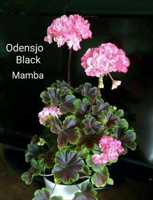 Odensjo black mamba пеларгония фото