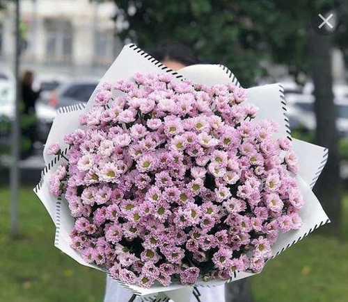 Хризантема кустовая букет цветов