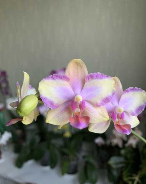 Орхидея фаленопсис Тайсико jasper