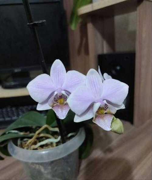 Орхидеи миди