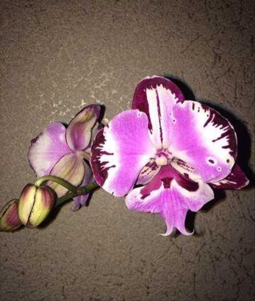 Орхидея Фаленопсис Dtps. Fureshing Speckle P. Yu P