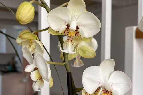 Орхидея Фаленопсис Стюартиана (Пико Чип)