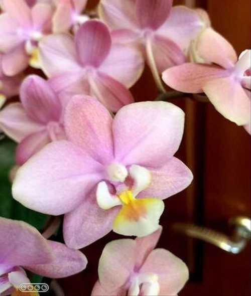 Орхидея фаленопсис Одорион Парфюмерная фабрика