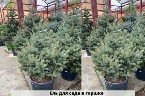Ель сосна в горшке продажа