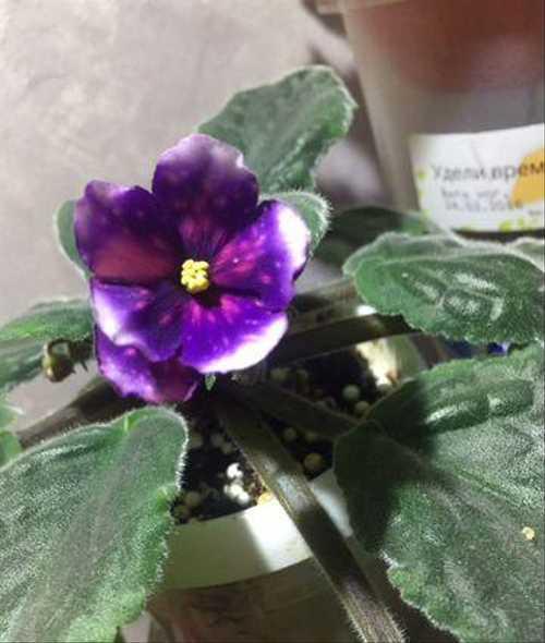 Рс-Комета фиалка