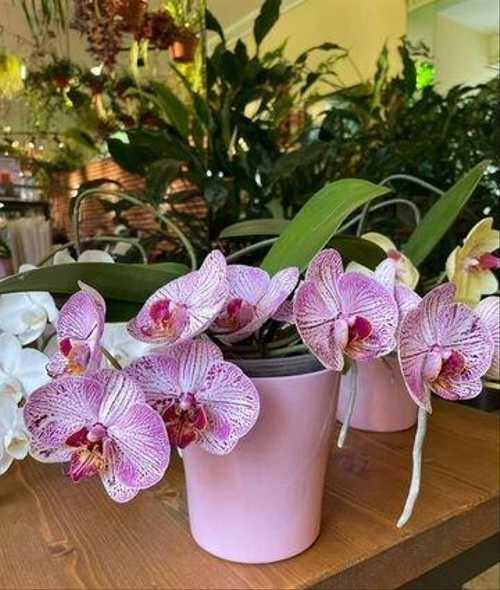 Орхидея фаленопсис каскад ампельная