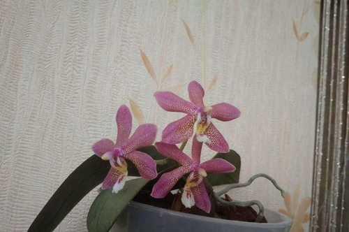 Орхидея фаленопсис шиллериана mannii black