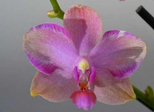 Орхидея фаленопсис Taisuco Jasper