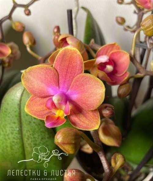 Орхидея фаленопсис Дасти Белль