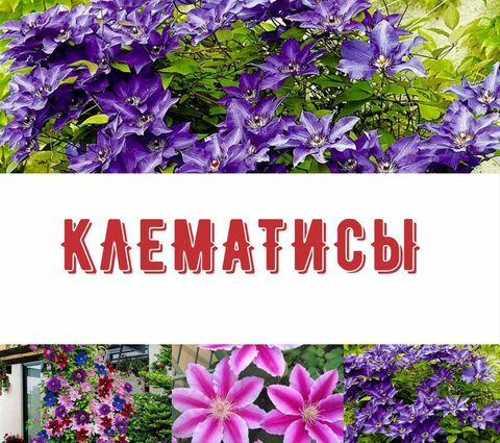Саженцы клематиса