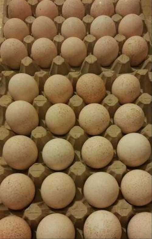 Инкубационное яйцо марана купить. Инкубационное яйцо Гриз бар. Яйцо инкубационное индюшиное. Инкубационное яйцо индейки Северо Кавказская. Инкубационное яйцо индейки Северо Кавказская микс.
