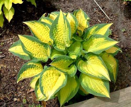 Хоста Orange Marmelad и Spilt Milk