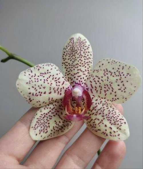 Орхидея фаленопсис Хельсинки
