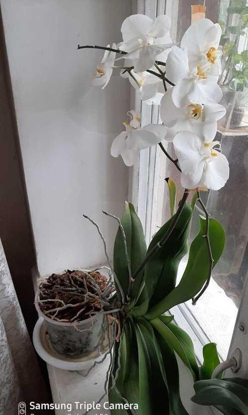 Орхидеи Фаленопсис