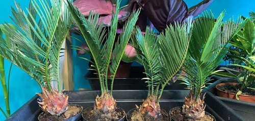 Цикас Революта экзотическое растение пальма