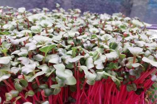 Семена микрозелени редис Red Coral
