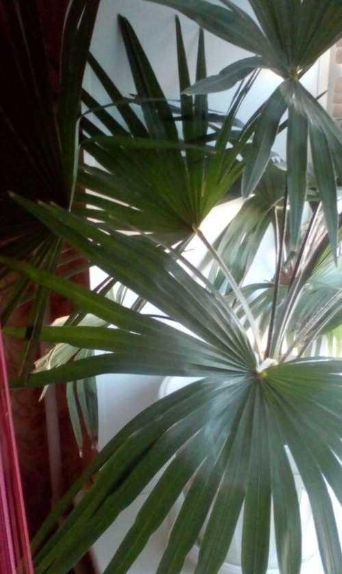 Веерная пальма. трахикарпус