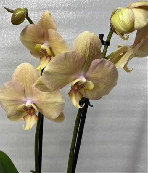 Орхидея фаленопсис «Карина»