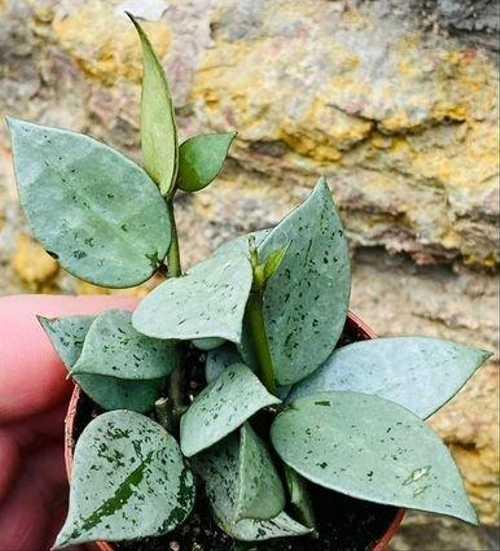 Растение Hoya lacunosa "Eskimo" silver