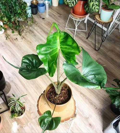 Alocasia macrorrhizos Stingrey (макрориза Стингрей