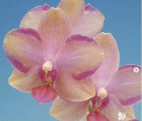 Орхидея фаленопсис taisuco jasper