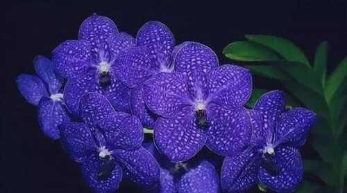Орхидея ванда V. Patchara Delight