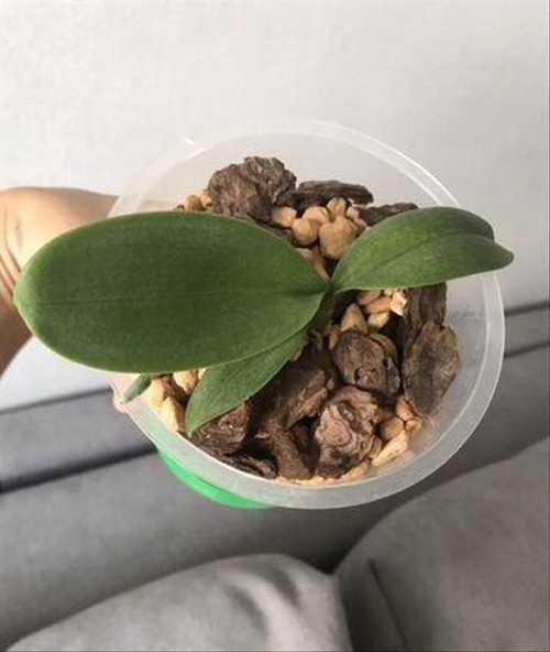 Орхидея фаленопсис (подросток и детка)