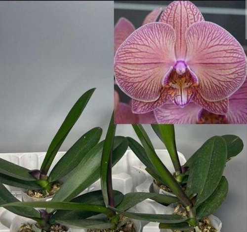 Орхидея фаленопсис Miki heart