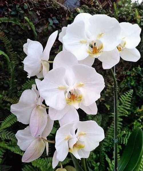 Орхидея фаленопсис бабочка 2,5 Сого Юкидан ес