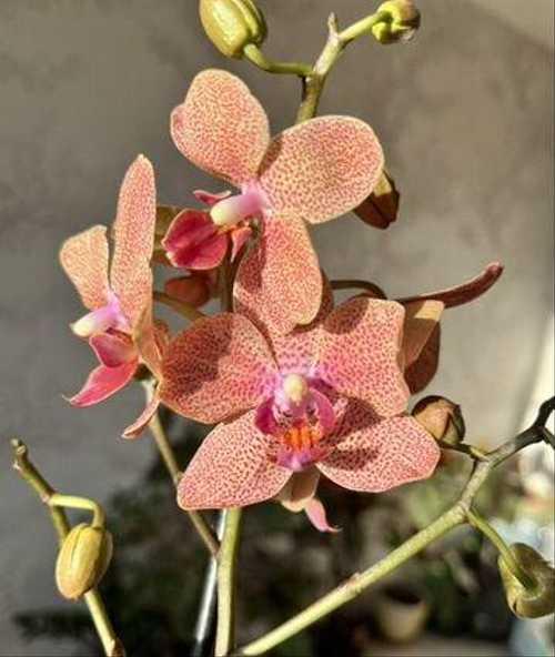 Орхидея мультифлора Sunset Love