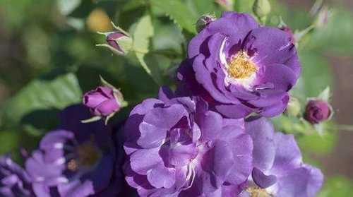 Роза кустовая флорибунда Rhapsody in blue-голубая