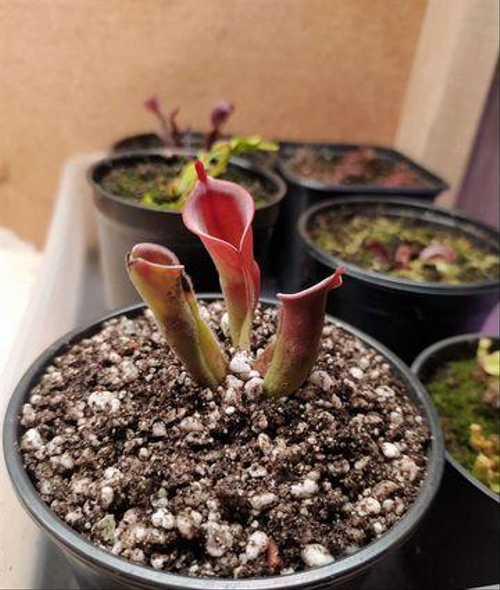 Гелиамфора (Heliamphora heterodoxa*minor)