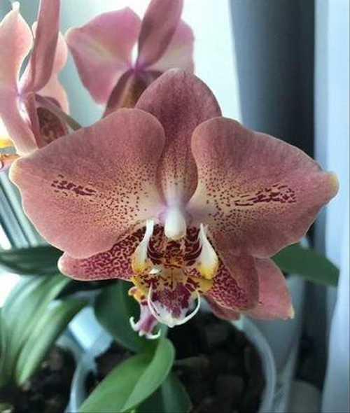 Орхидея фаленопсис Leco Fantastic Ll045-2