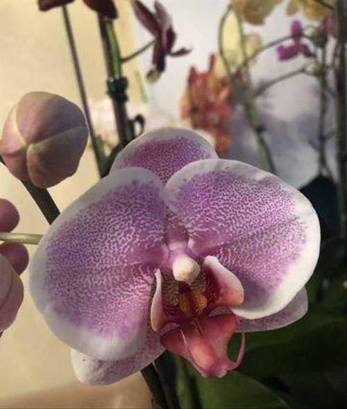 Орхидея фаленопсис претти романс