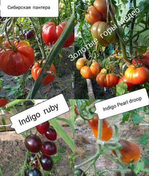 Семена редких и экзотических томатов и перцев 2